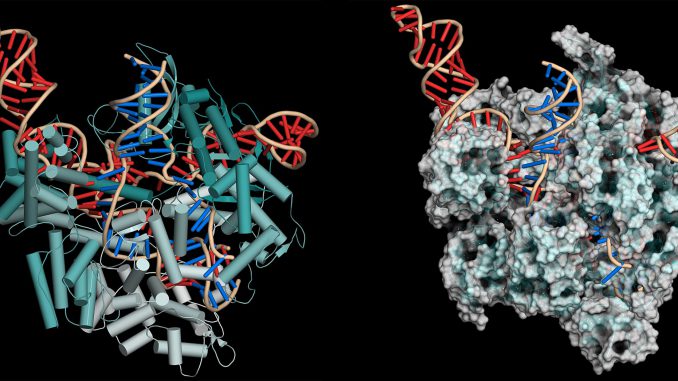Enzyme & Enzyme Engineering – Creative Enzymes Blog