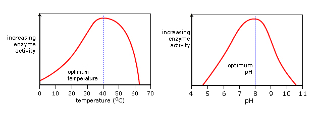 Application of Enzyme Analysis: Enzyme Activity Assay – Creative ...