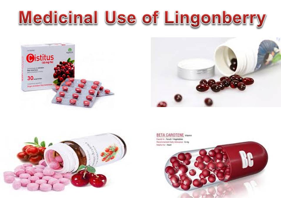 Lingonberry Extract: Another Choice in Your Remedy List – Creative ...