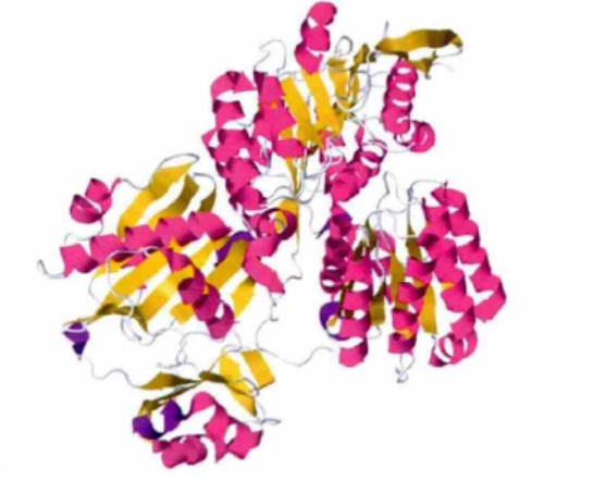 ACLY - Creative Enzymes