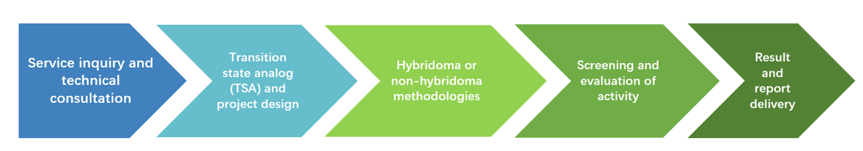 antibody enzyme engineering, design, abzymes, catalytic antibodies ...