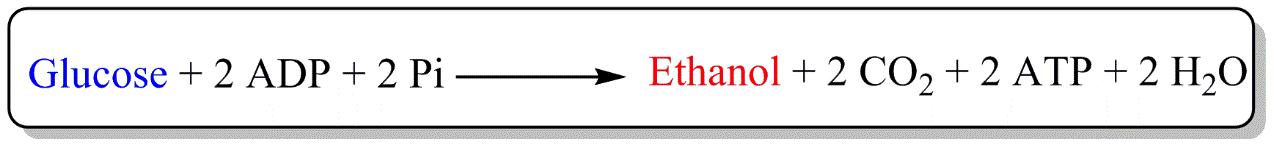 Alcohol dehydrogenase - Creative Enzymes