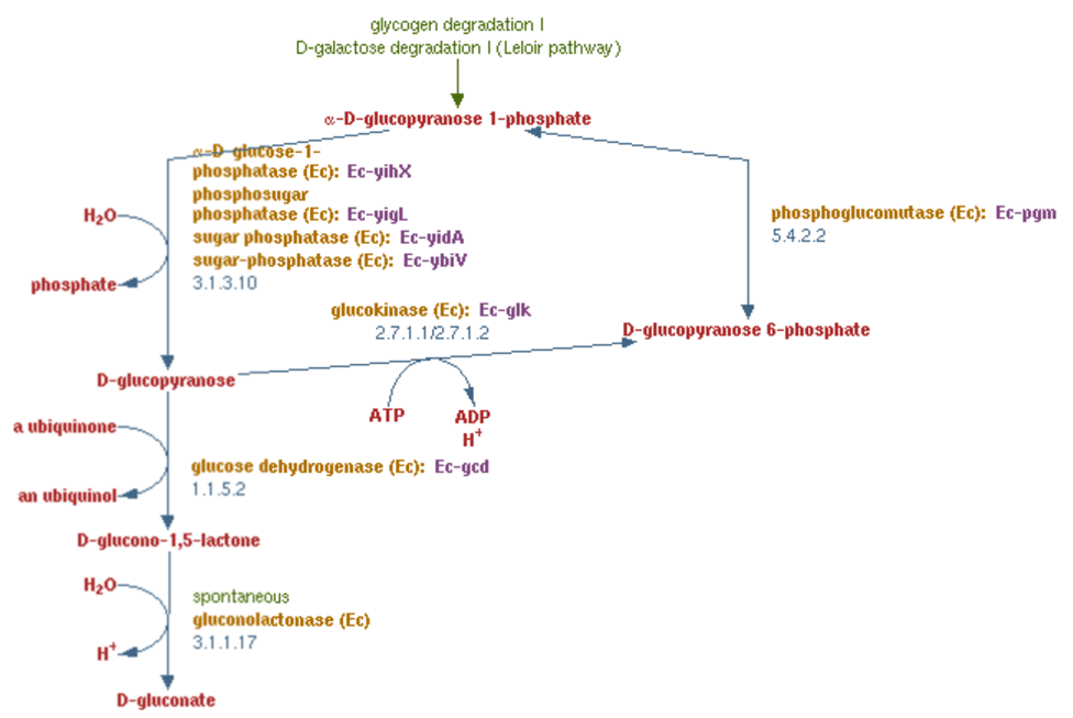 Enzyme Activity Measurement of Glucose 1-Dehydrogenase (PQQ, quinone)