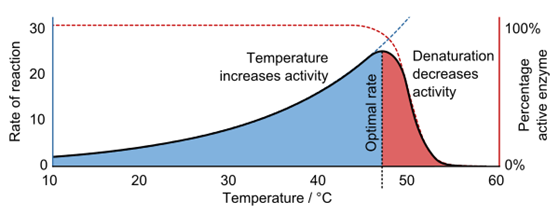 Enzyme Families - Creative Enzymes