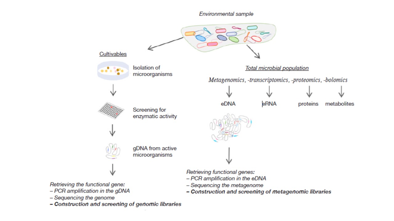 Enzyme Discovery by Direct Activity Measurement