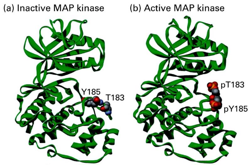 MAPK-Activated Protein Kinase (MAPKAPK) family - Creative Enzymes