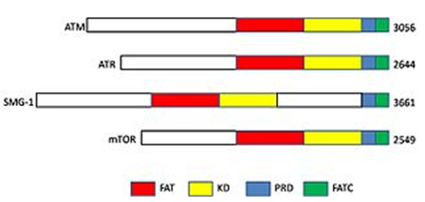 Other PIKK family kinases - Creative Enzymes