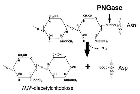PNGase - Creative Enzymes