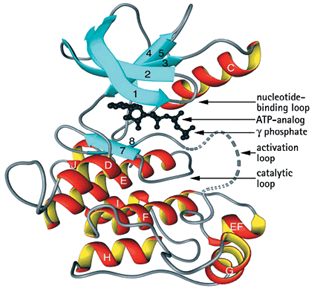 Protein Kinase C - Creative Enzymes