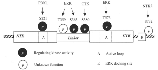 RSK family - Creative Enzymes